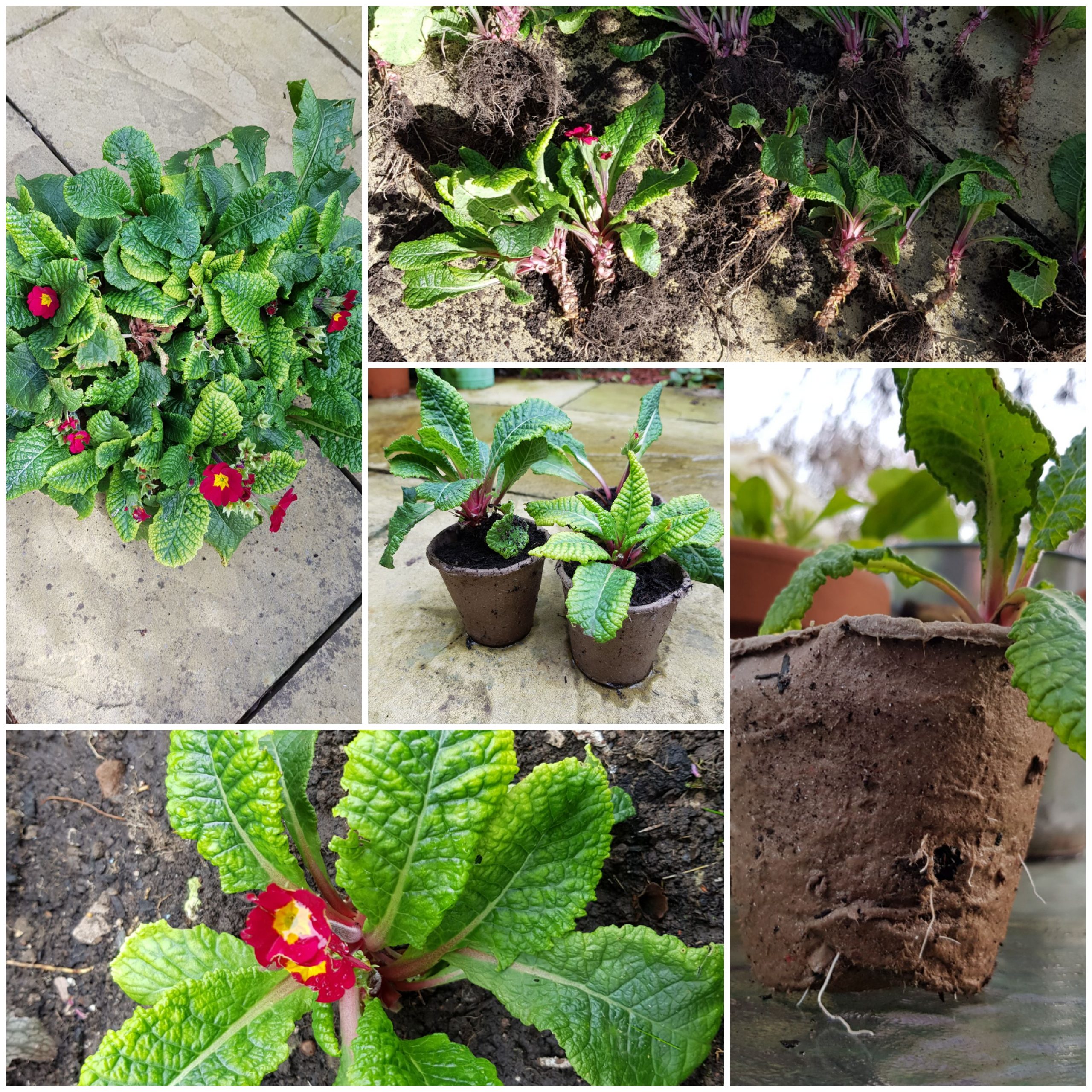 How to Split Primulas - e-Pots