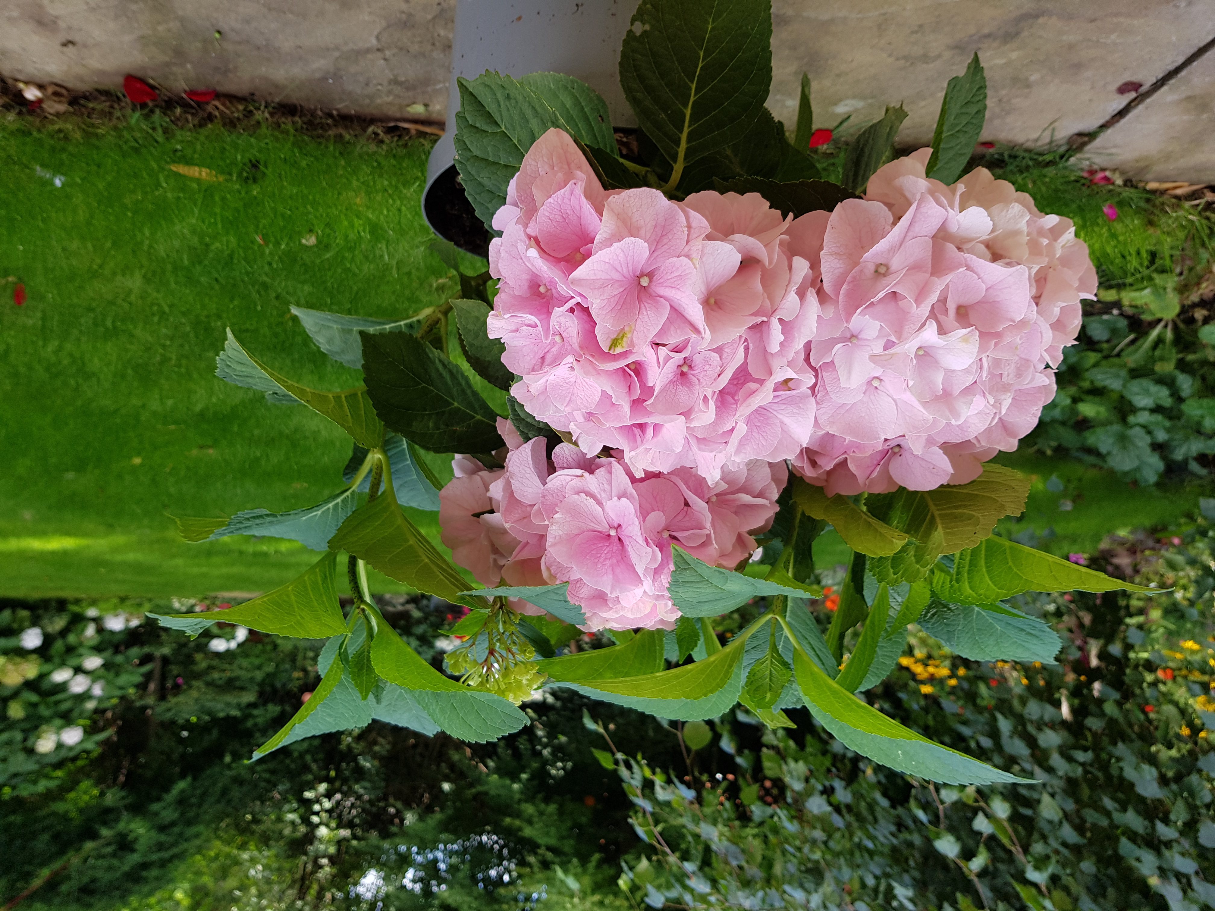 Project Hydrangea Cuttings - e-pots