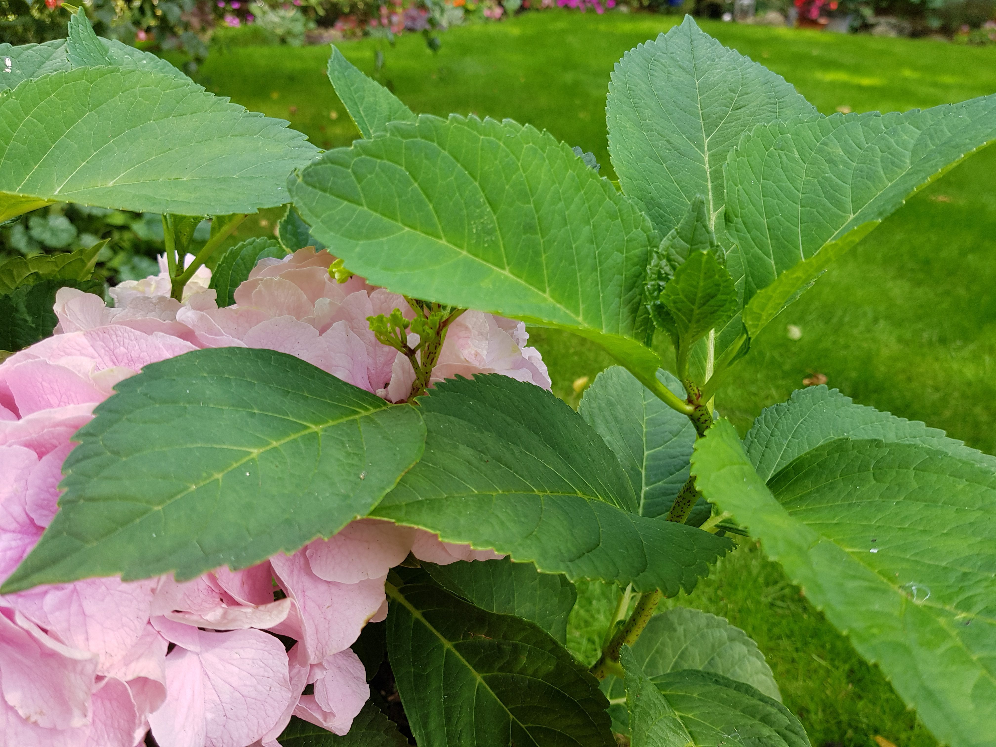 Project Hydrangea Cuttings - e-Pots