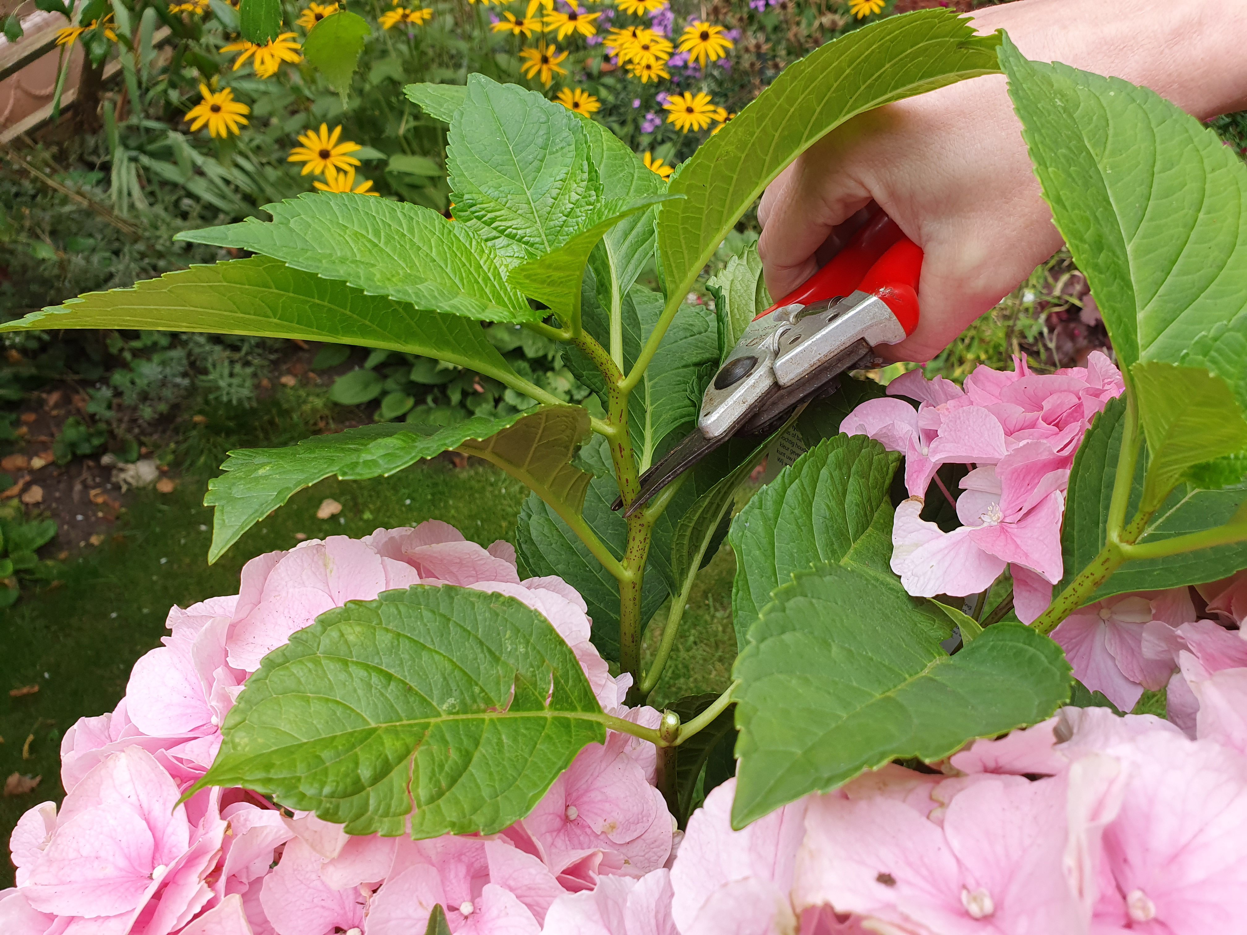 Project Hydrangea Cuttings - e-Pots
