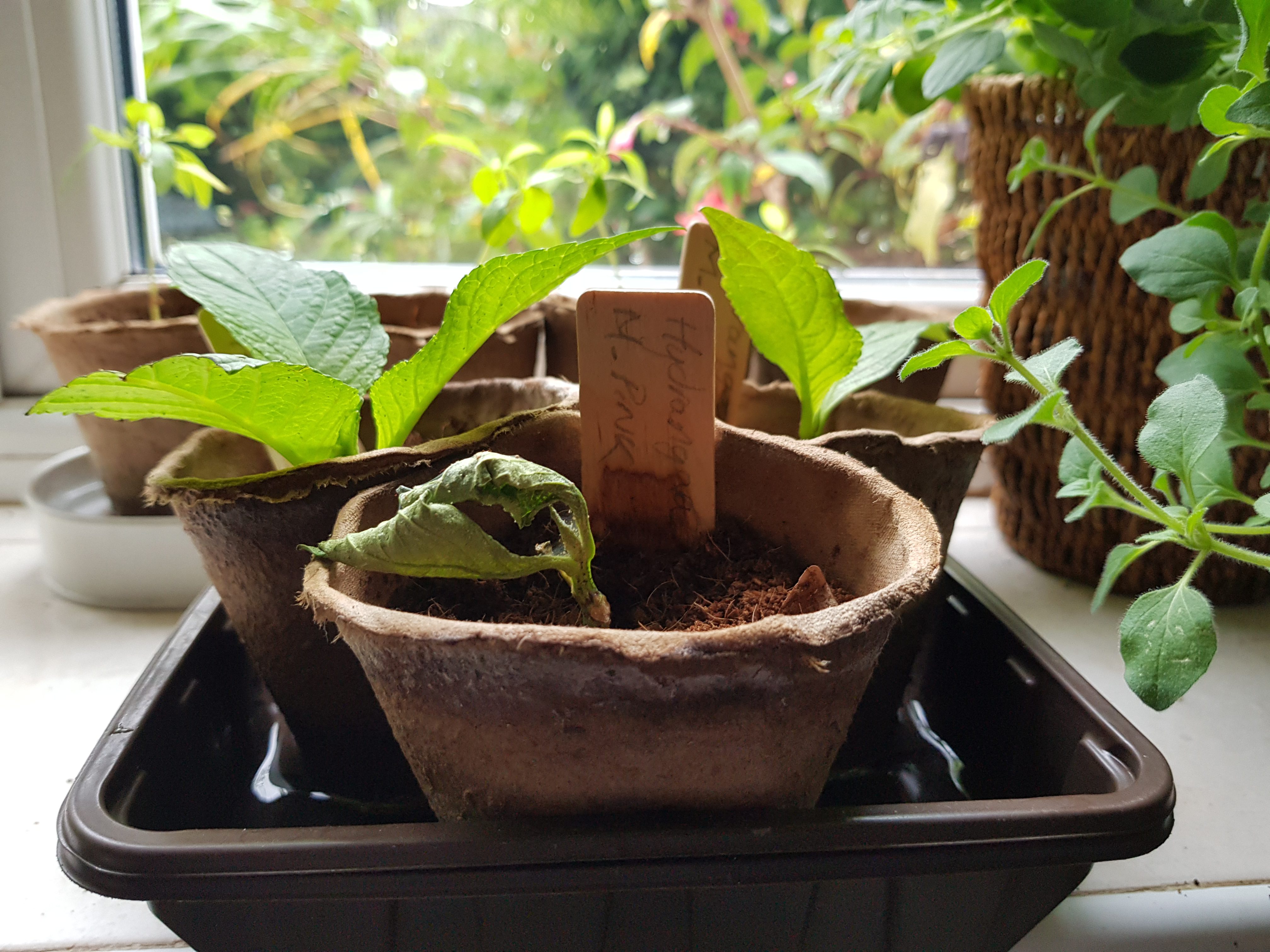 Project Hydrangea Cuttings - e-Pots