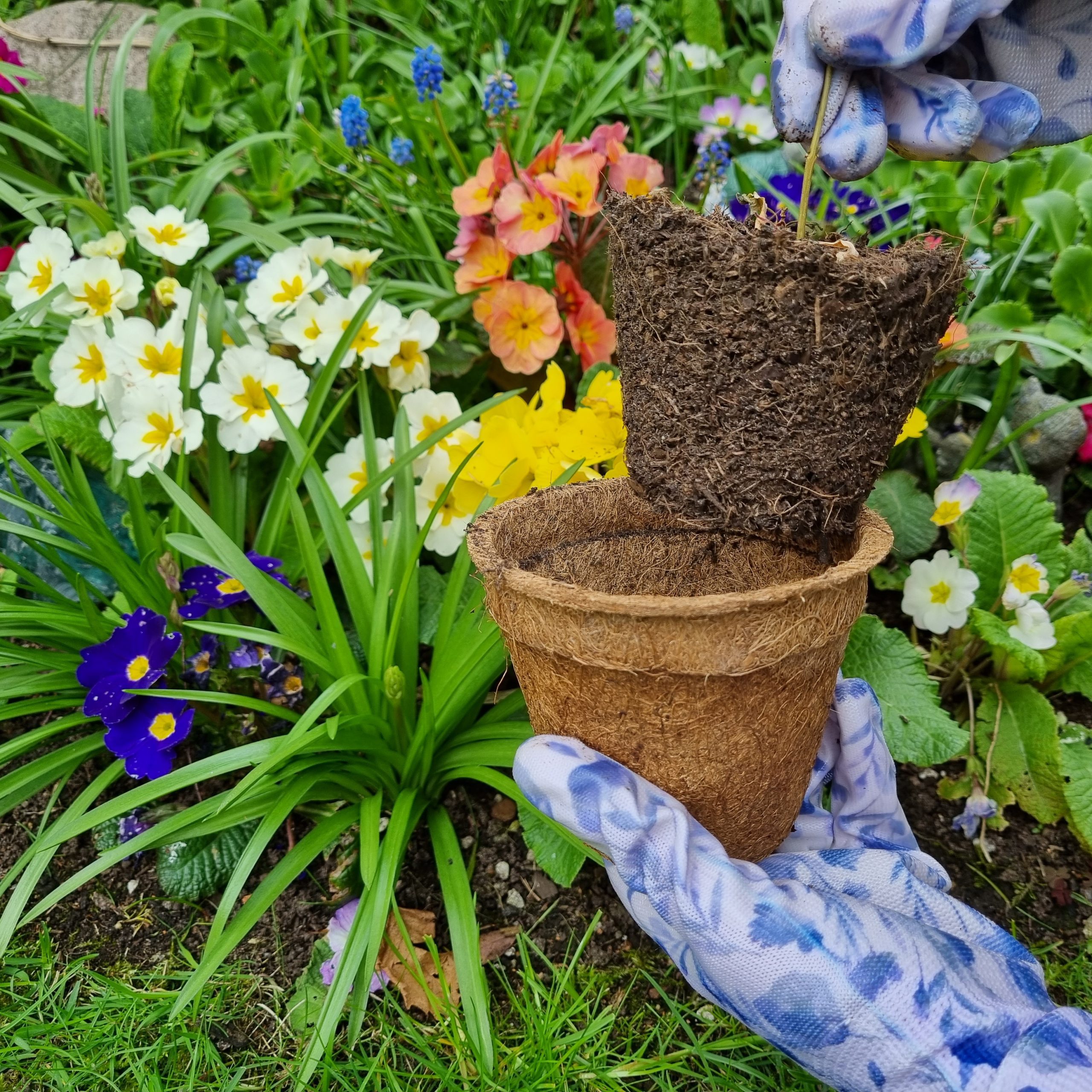 Biodegradable Plant Pots Made From Coir - Benefits and Uses - e-Pots
