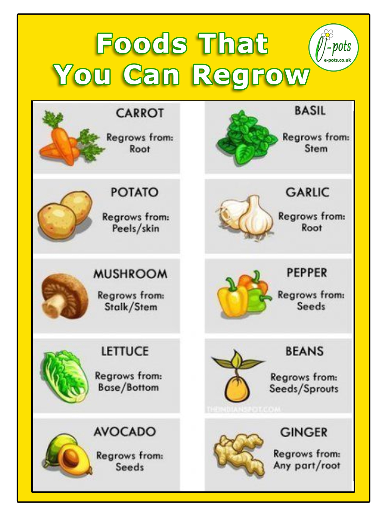 Foods you can regrow - e-Pots