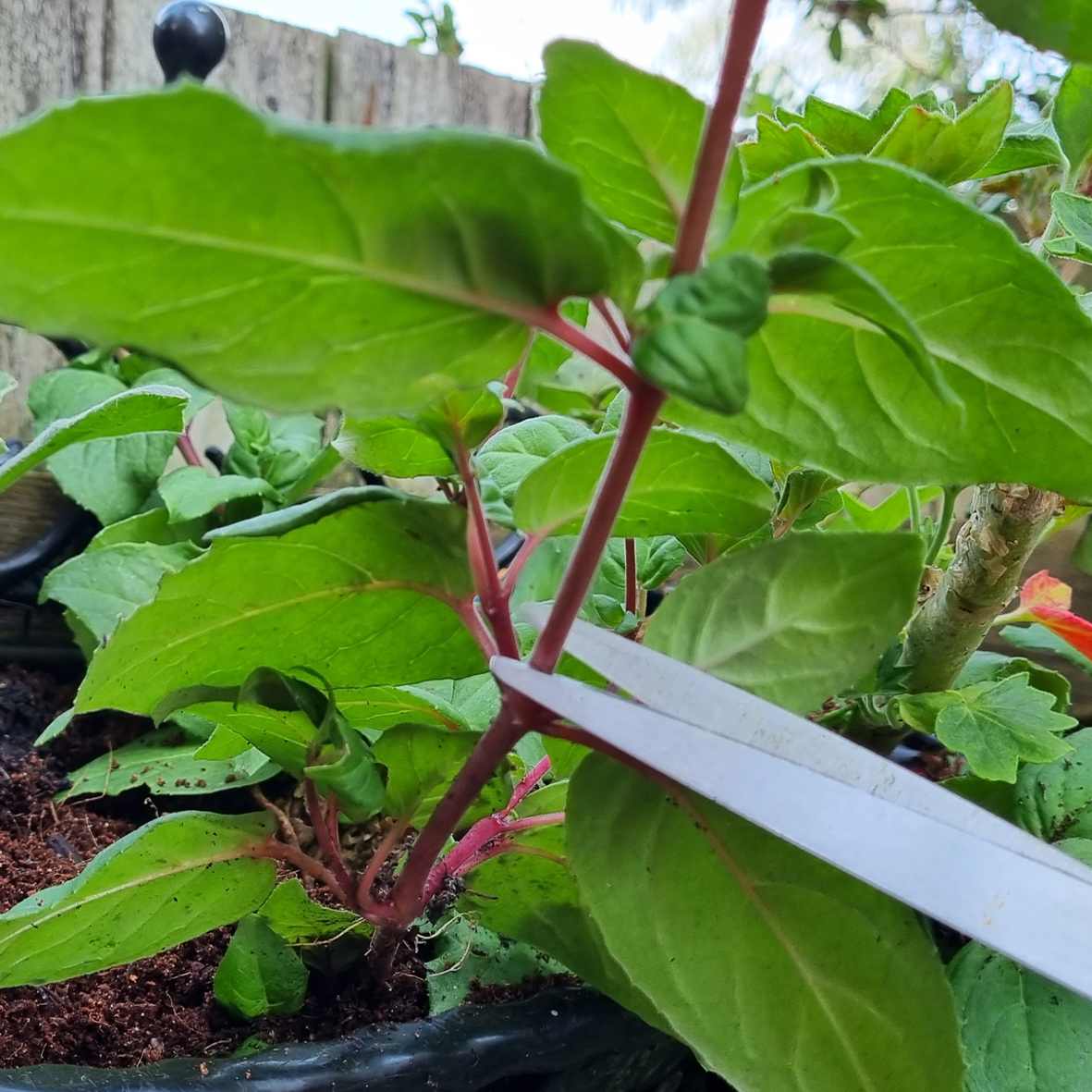 How To Take Plant Cuttings From Annual Plants - e-Pots