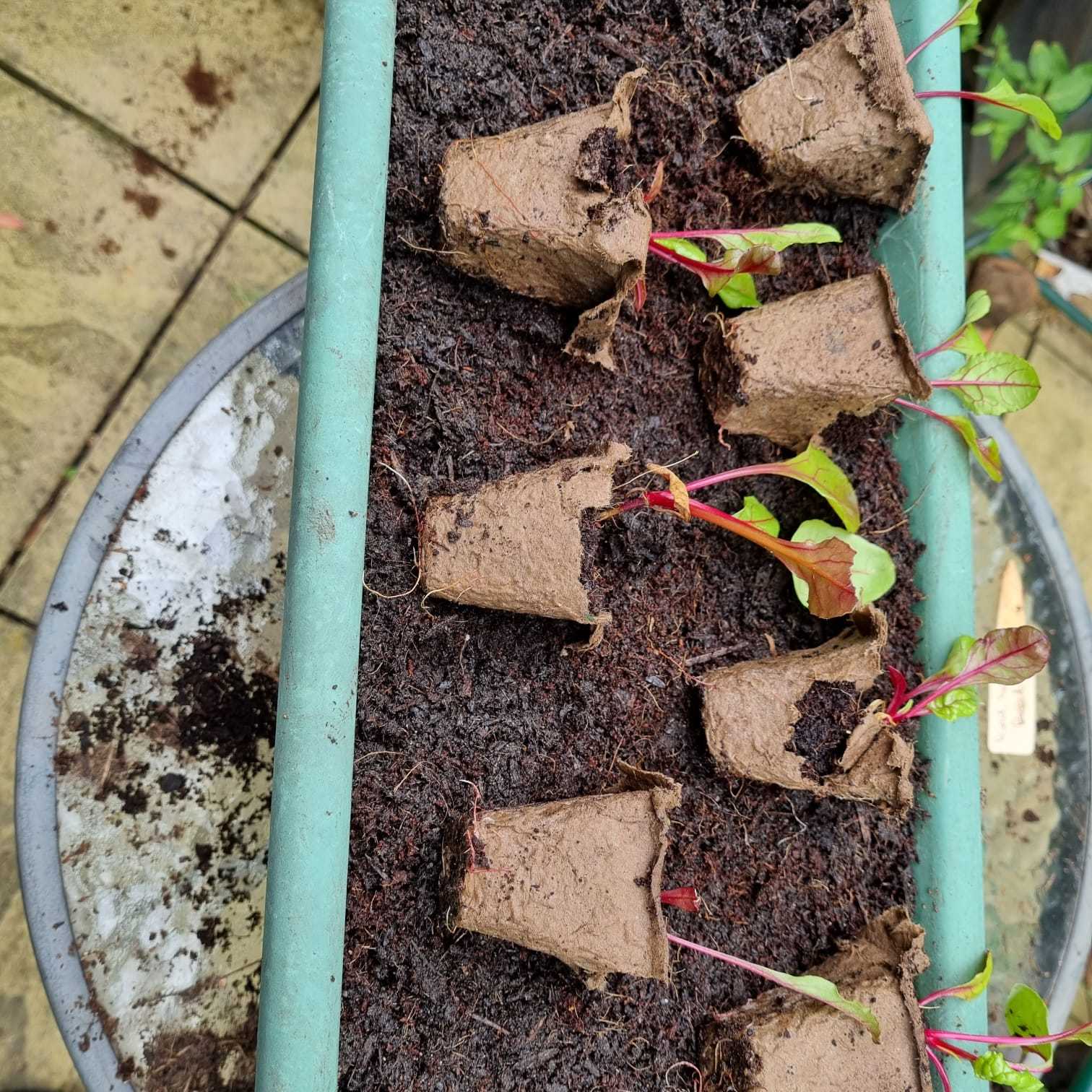Biodegradable Seed Cells - e-Pots